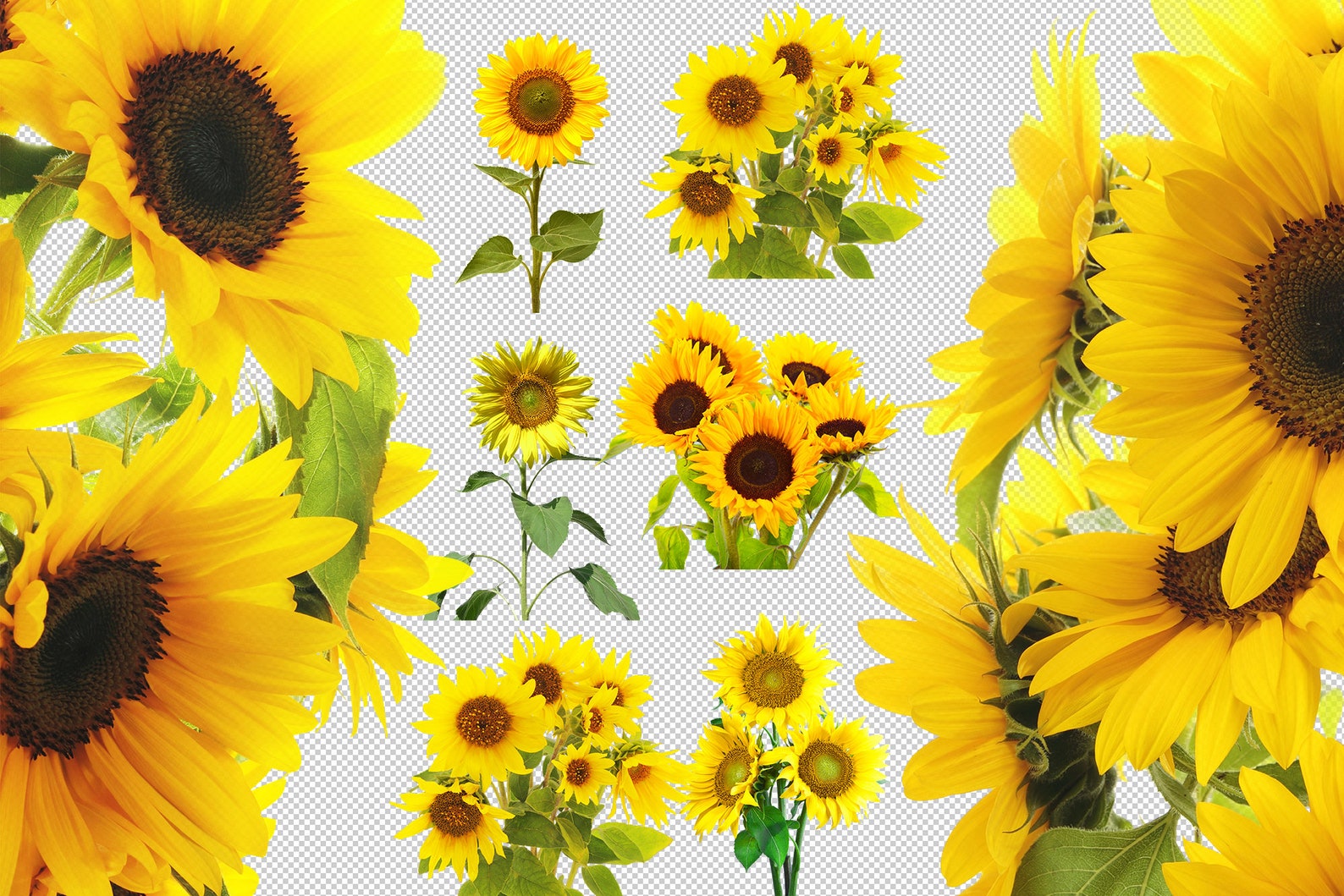 80 Sunflower Photo Overlays and Backdrops Flower Summer | Etsy