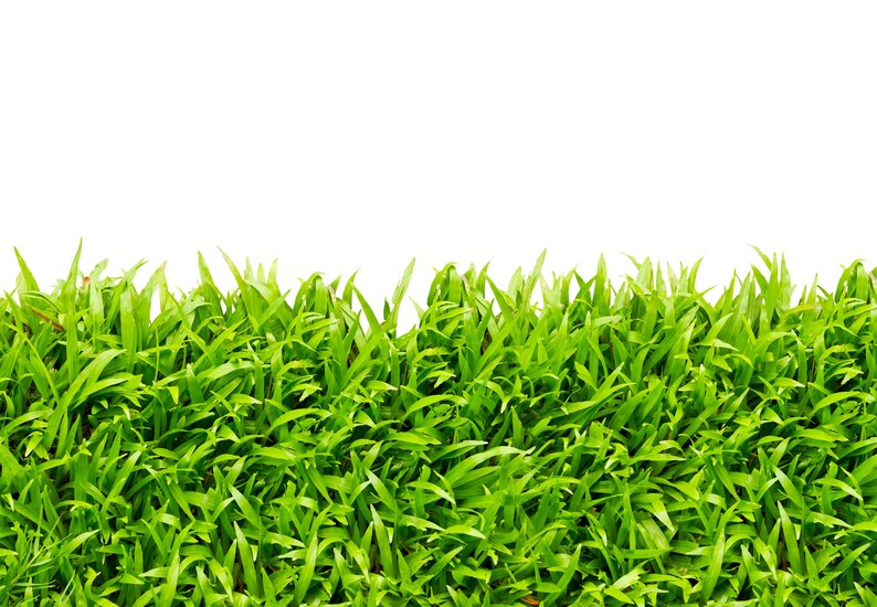 100 Grass Photo Overlays Photoshop Overlay Photo Prop Green | Etsy