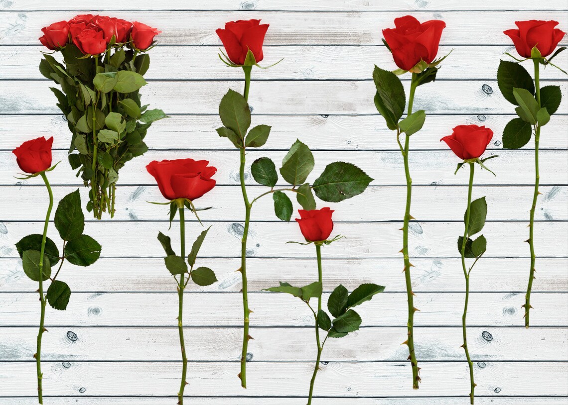 104 Real Red Rose roses floral clipart overlay floral rose | Etsy