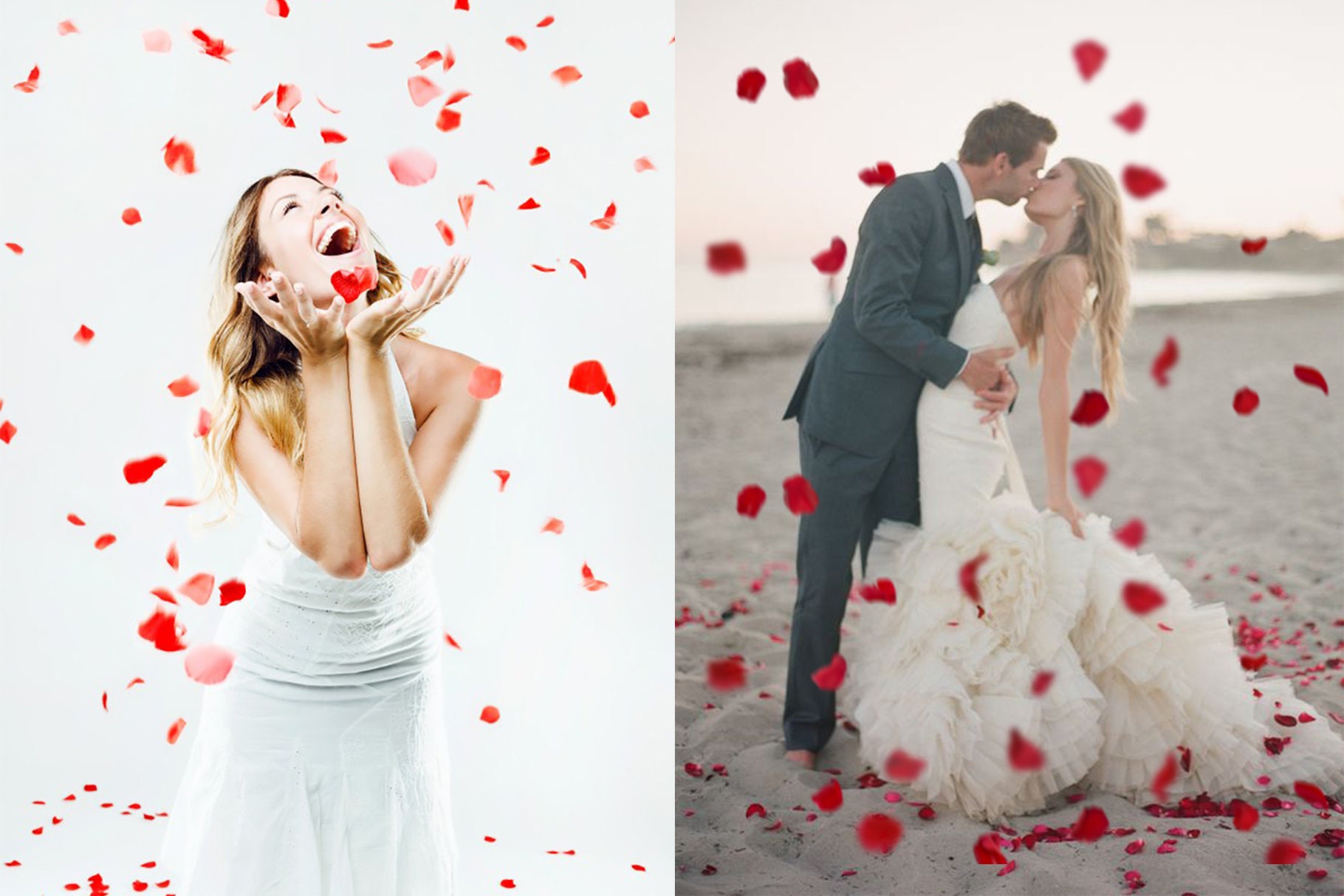 350 RED Rose Petals Overlays for Photoshop, Petals Red Overlay ...