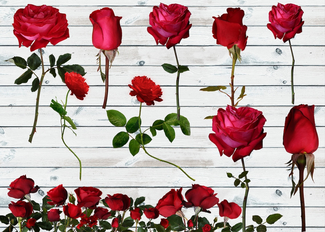 104 Real Red Rose Roses Floral Clipart Overlay Floral Rose - Etsy UK