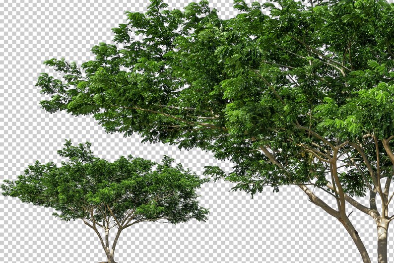 120 Forest Tress Clipart Digital Tree Cut Out Green Tree - Etsy
