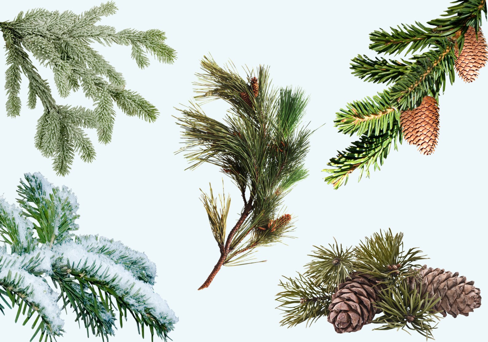 200 Fir Tree Branches Photo Overlays Branches Clipart | Etsy