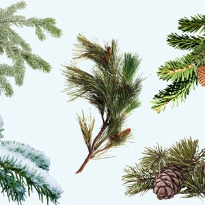 200 Fir Tree Branches Photo Overlays, Branches Clipart, Christmas Tree ...