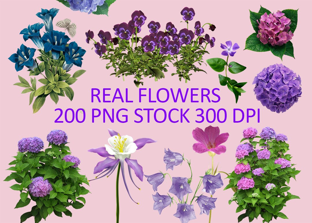 Bundle Real Flowers Clipart, Red Flowers, White Flowers, Photoshop ...