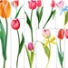 25 Digital Tulips Clipart, Spring Flower Clip Art, Floral Elements ...