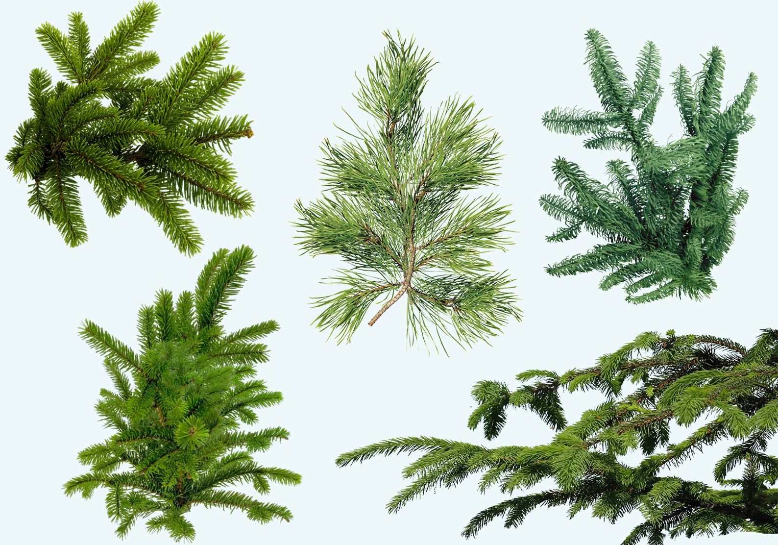 200 Fir Tree Branches Photo Overlays Branches Clipart | Etsy