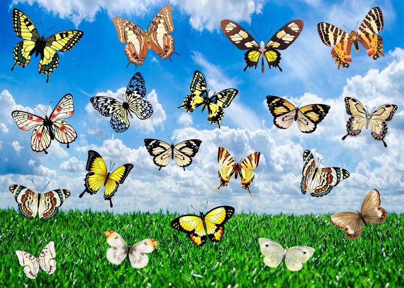 150 Butterflies Photo Overlays Butterfly Overlays for - Etsy