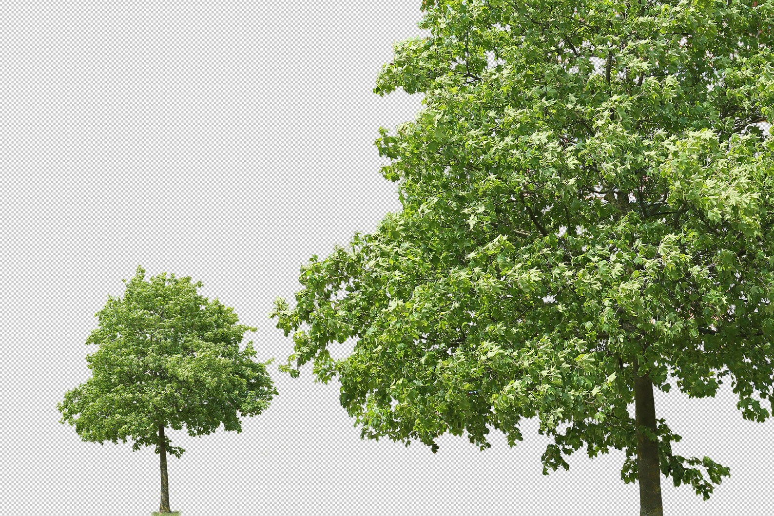 120 Forest Tress Clipart Digital Tree Cut Out Green Tree | Etsy