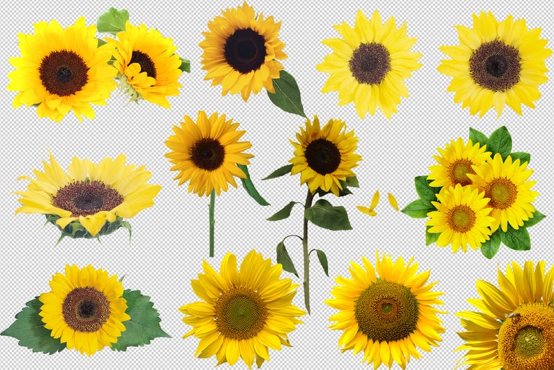 80 Sunflower Photo Overlays and Backdrops Flower Summer | Etsy