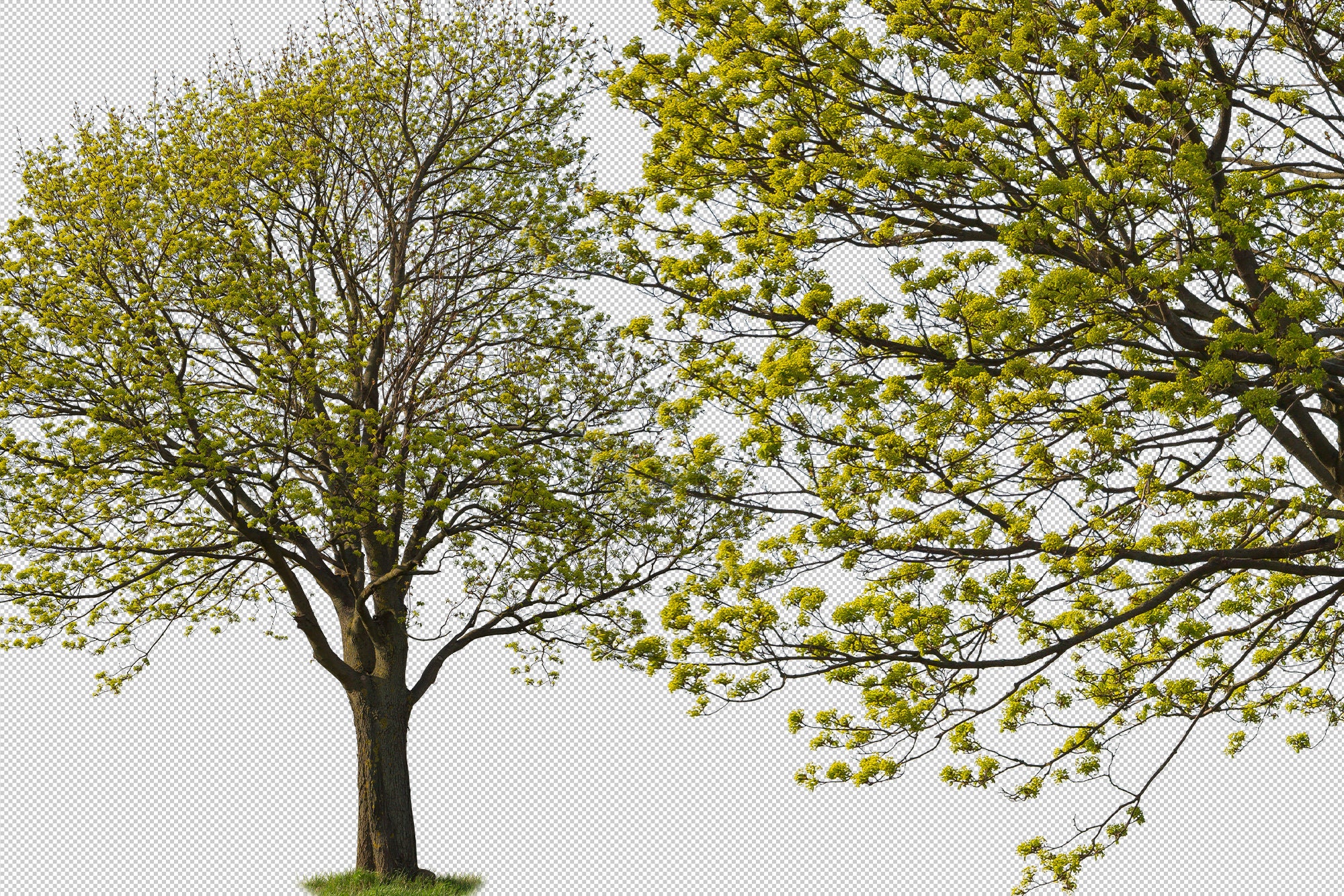 150 Realistic Trees Clipart Forest Digital Tree Cut Out | Etsy Australia