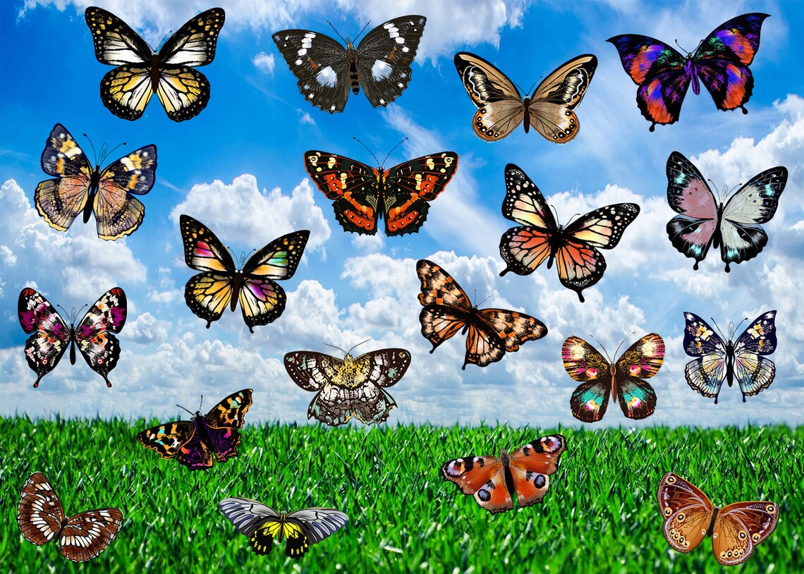 150 Butterflies Photo Overlays Butterfly Overlays for | Etsy