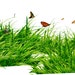 100 Grass Photo Overlays, Photoshop Overlay, Photo Prop, Green Grass ...