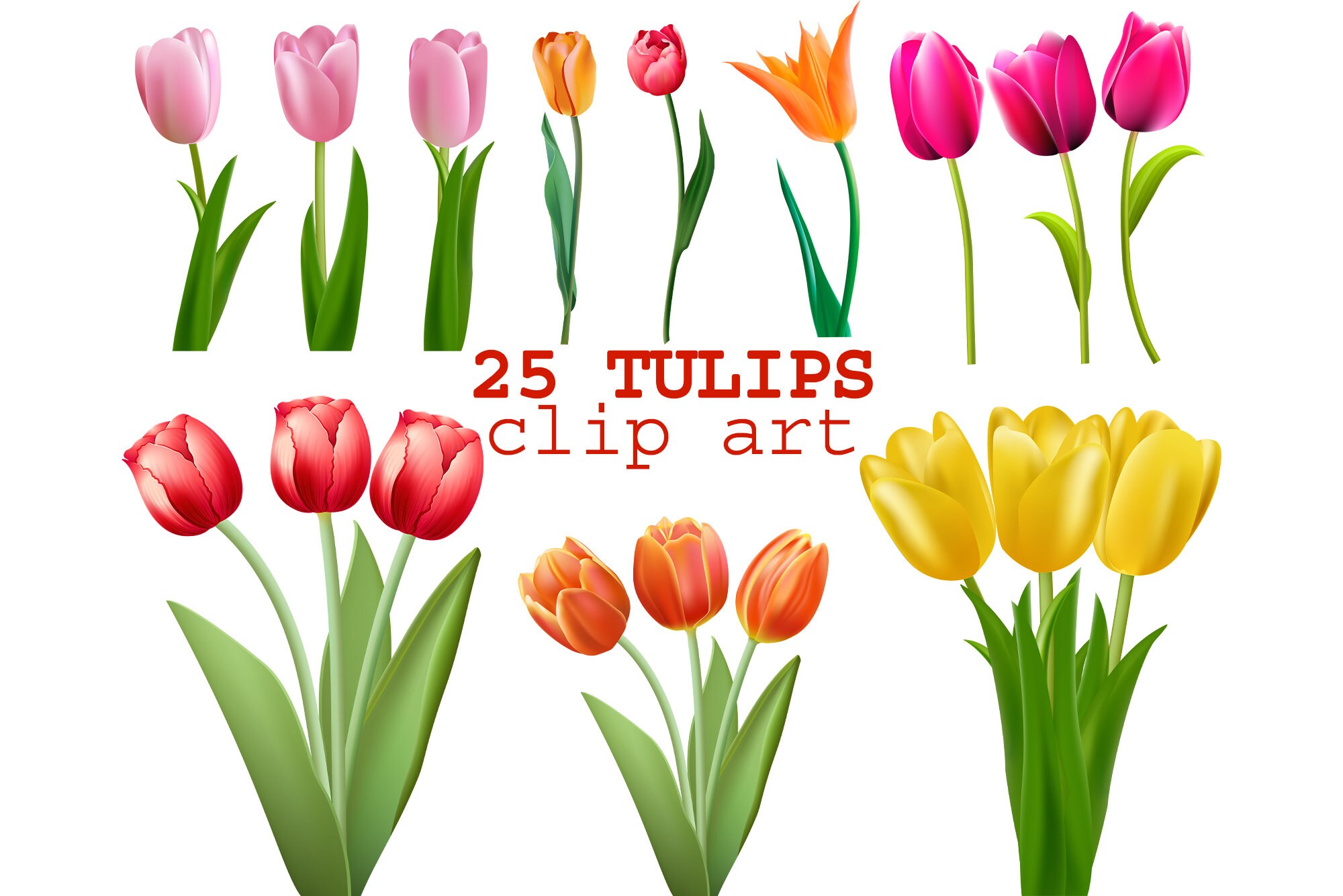 25 Digital Tulips Clipart Spring Flower Clip Art Floral - Etsy Canada