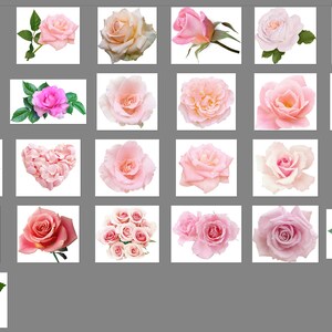20 Blooming Pink Roses, Rose Floral Clipart, Overlay Floral Rose, Pink ...