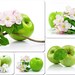 50 Apple Overlays, Red Apples, Green Apples, Apple Branch Photoshop ...