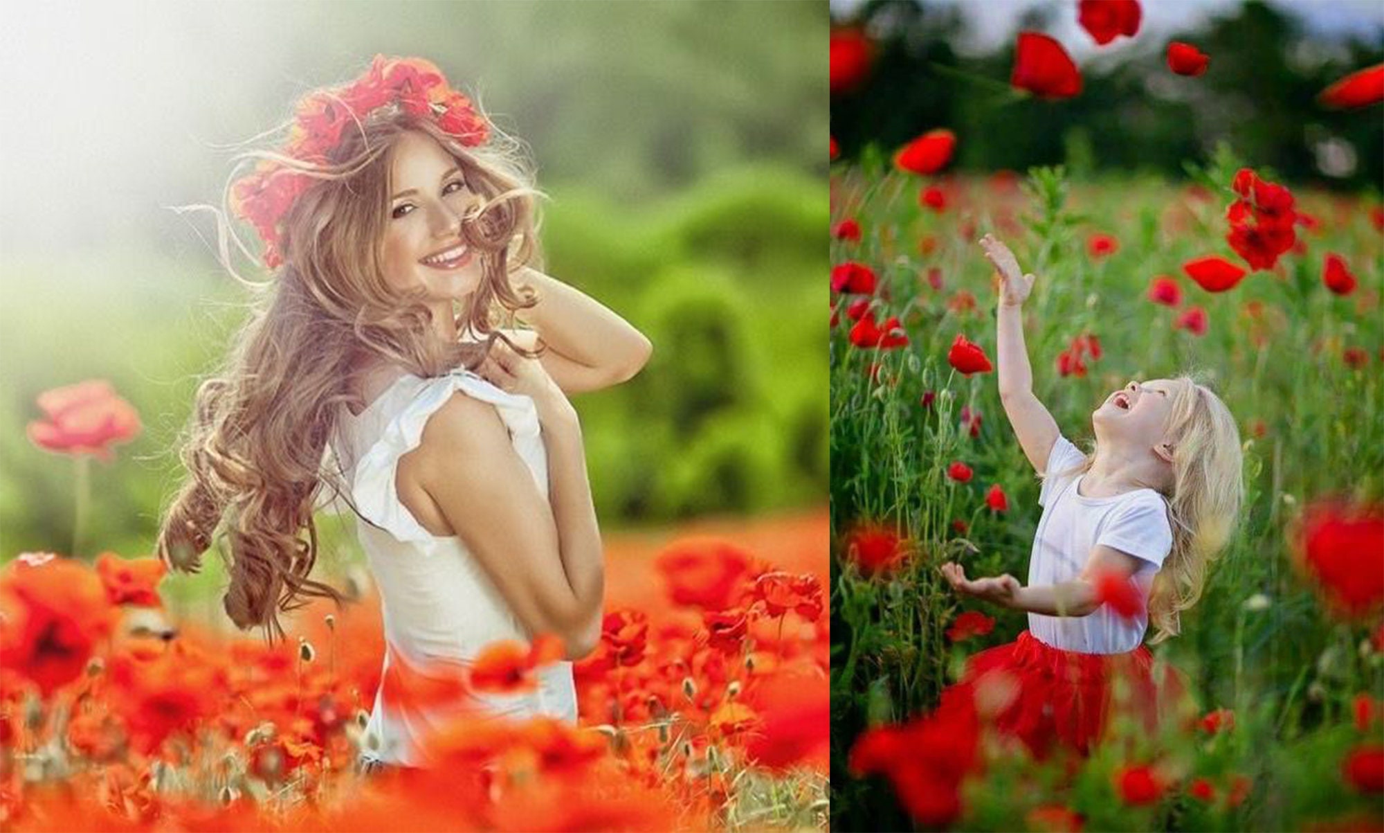120 Red Poppy Photo Overlays, Wildflower Fields, Shooting Through the ...