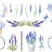 Bundle Watercolor Lavender Overlays, Lavender Spring, Lavender Flowers ...