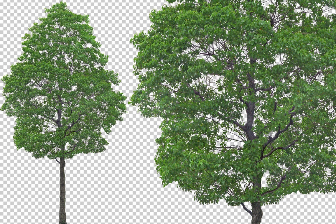 60 Forest Trees Clipart Digital Tree Cut Out Green Tree - Etsy