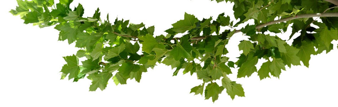 175 Branches Photo Overlays, Shooting Through Branches, Tree, Green ...