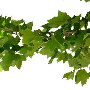 175 Branches Photo Overlays, Shooting Through Branches, Tree, Green ...