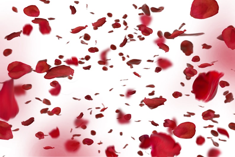 350 RED Rose Petals Overlays for Photoshop, Petals Red Overlay ...