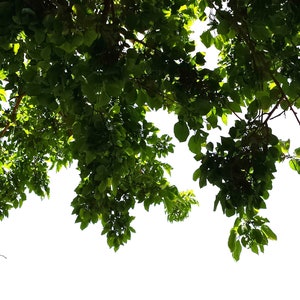 175 Branches Photo Overlays, Shooting Through Branches, Tree, Green ...