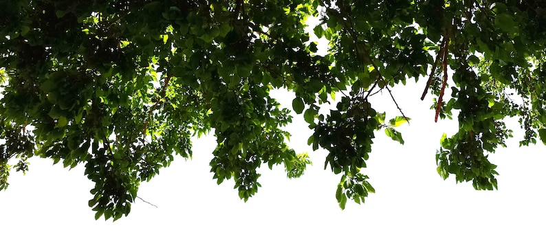 175 Branches Photo Overlays, Shooting Through Branches, Tree, Green ...