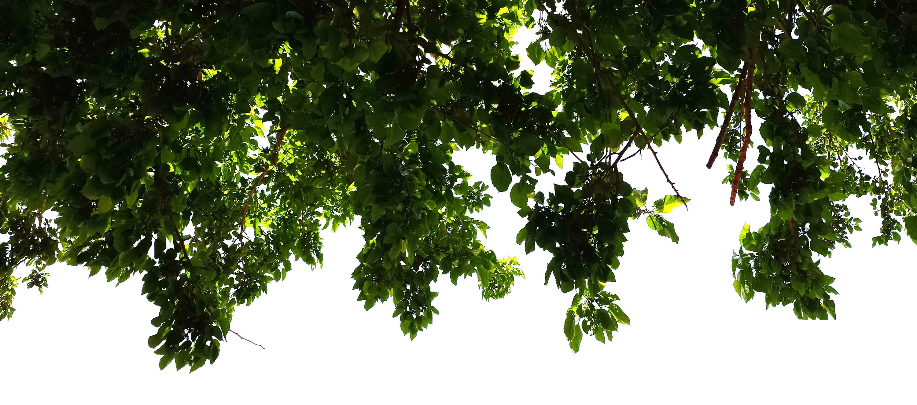 175 Branches Photo Overlays, Shooting Through Branches, Tree, Green ...