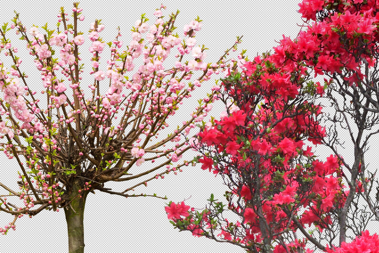 150 Realistic Trees Clipart Forest Digital Tree Cut Out - Etsy