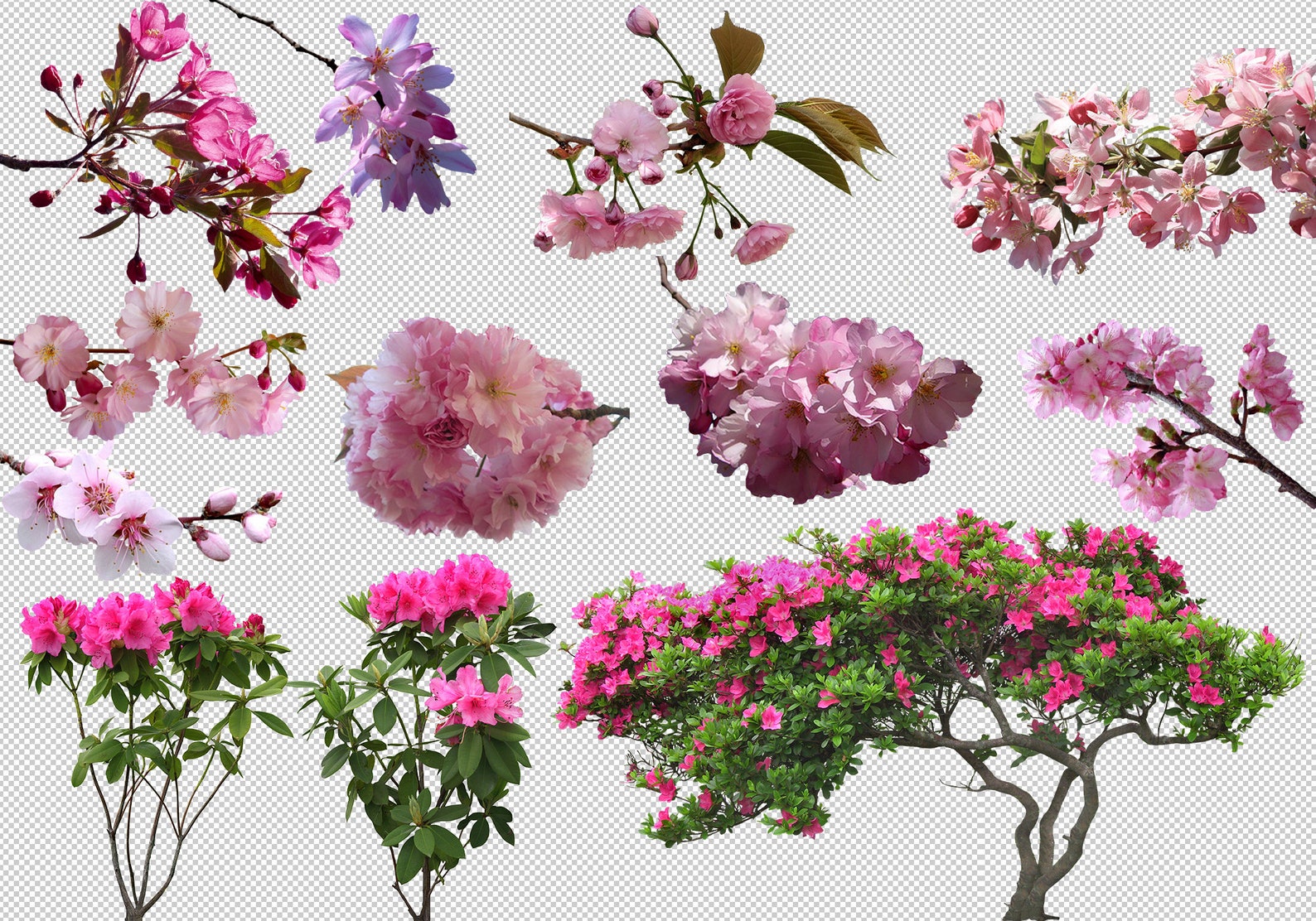 190 Blossom Tree Branch Overlays, Tree Branch Clip Art, Tree Blossom ...