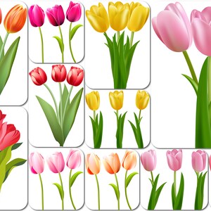 25 Digital Tulips Clipart, Spring Flower Clip Art, Floral Elements ...