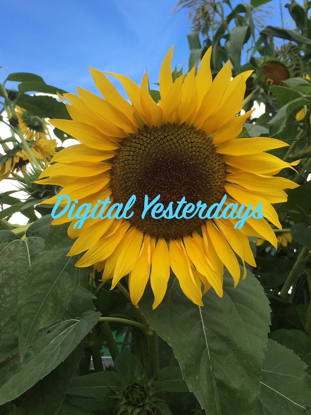 PRINTABLE Sunflower Color Digital Clip Art Digital Jpeg Photo Instant ...