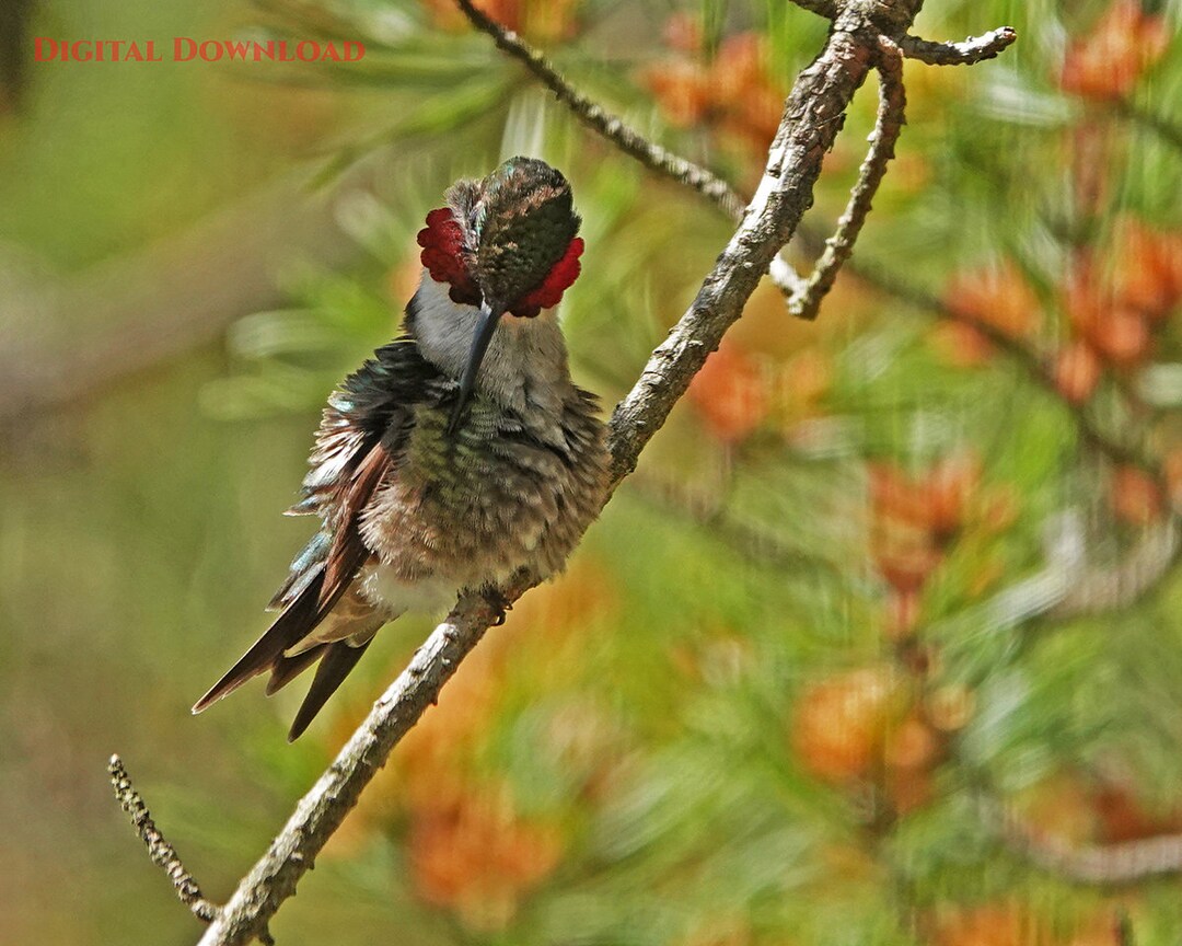Hummingbird Digital Download, Hummingbird on Pine Branch, Hummingbird ...