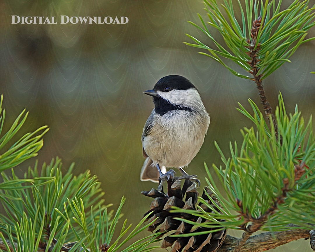 Chickadee Digital Art, Chickadee Digital Download, Chickadee Art - Etsy