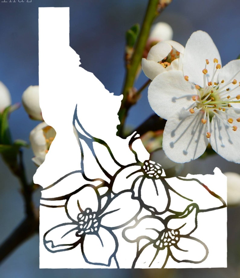 Idaho Syringa Flower Decal - Idaho Flower Sticker - ID - Die Cut ...