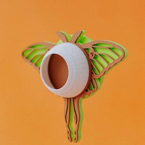 Luna Moth Spider Hide - Etsy