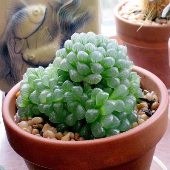 Haworthia Cooperi after good watering, better pic : r/succulents