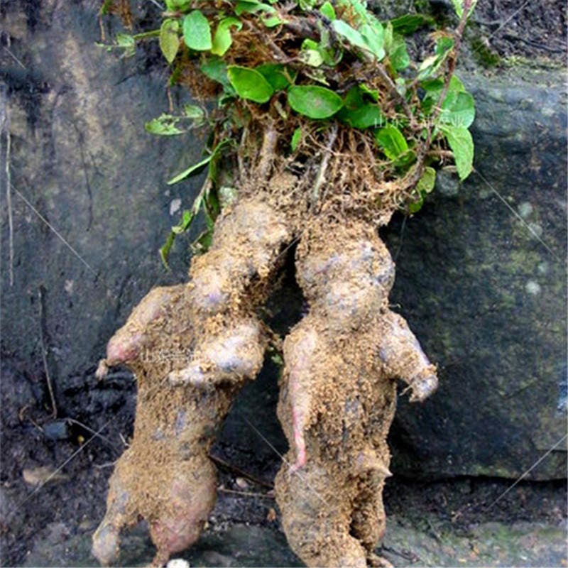 30 Seeds Polygonum multiflorum SeedsHo Shou Wu/He Shou Wu | Etsy