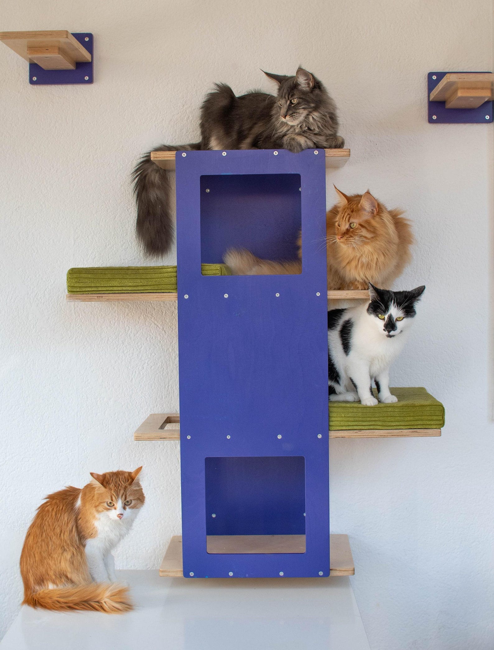 Wally Bigcat Stacker, Wall Mounted Cat Shelf for Large Cats, Multilevel ...