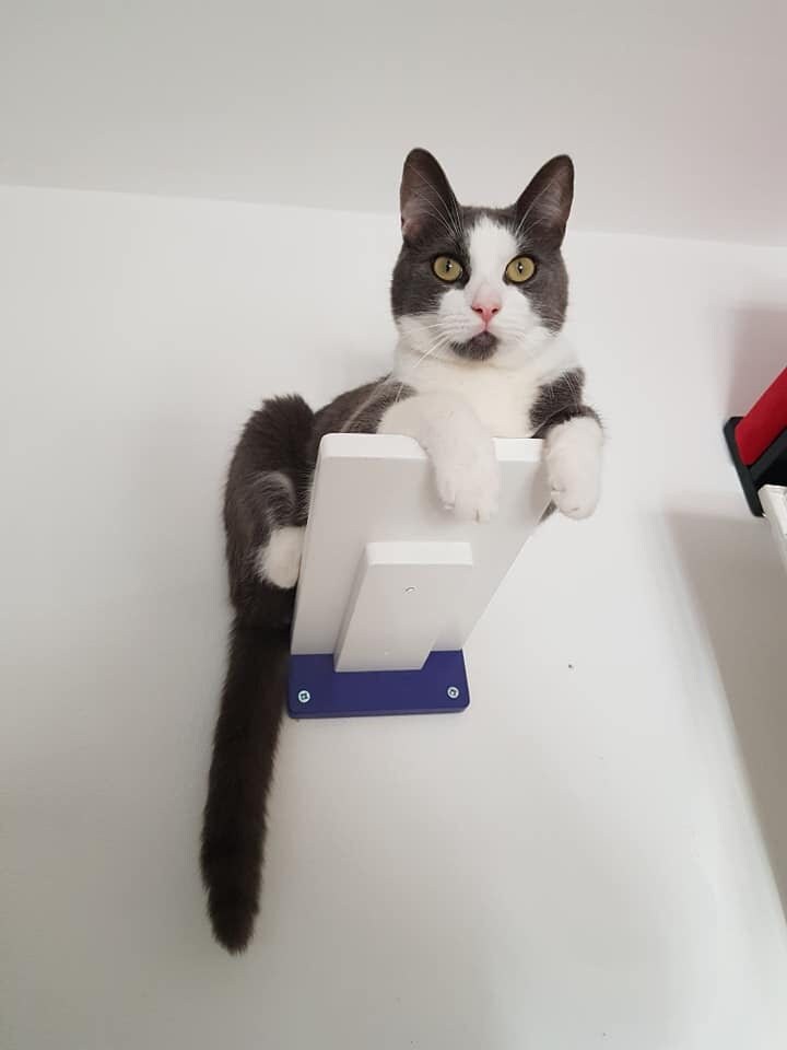 Wally 1-Step Cat Shelf Cat Step Cat Gift Wall Mounted Cat | Etsy