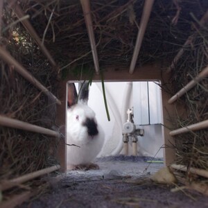 Nibbler Haytunnel, Bunny, Rabbit, Hay Rack, Hay Stand, Hay Feeder, Hay ...