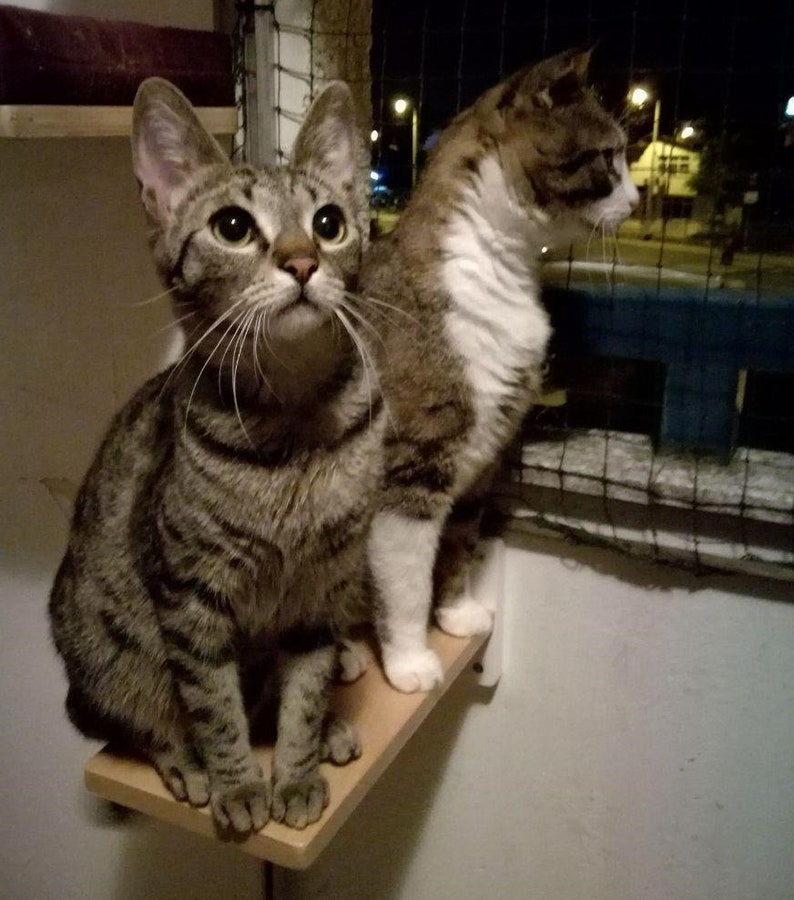 Wally 1-step Cat Shelf Cat Step Cat Gift Wall Mounted Cat - Etsy