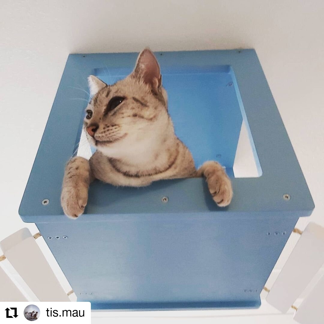 Wally Top, Cat Shelf, Cat Step, Cat Gift, Ceiling Mounted, Cat Bed, Cat ...