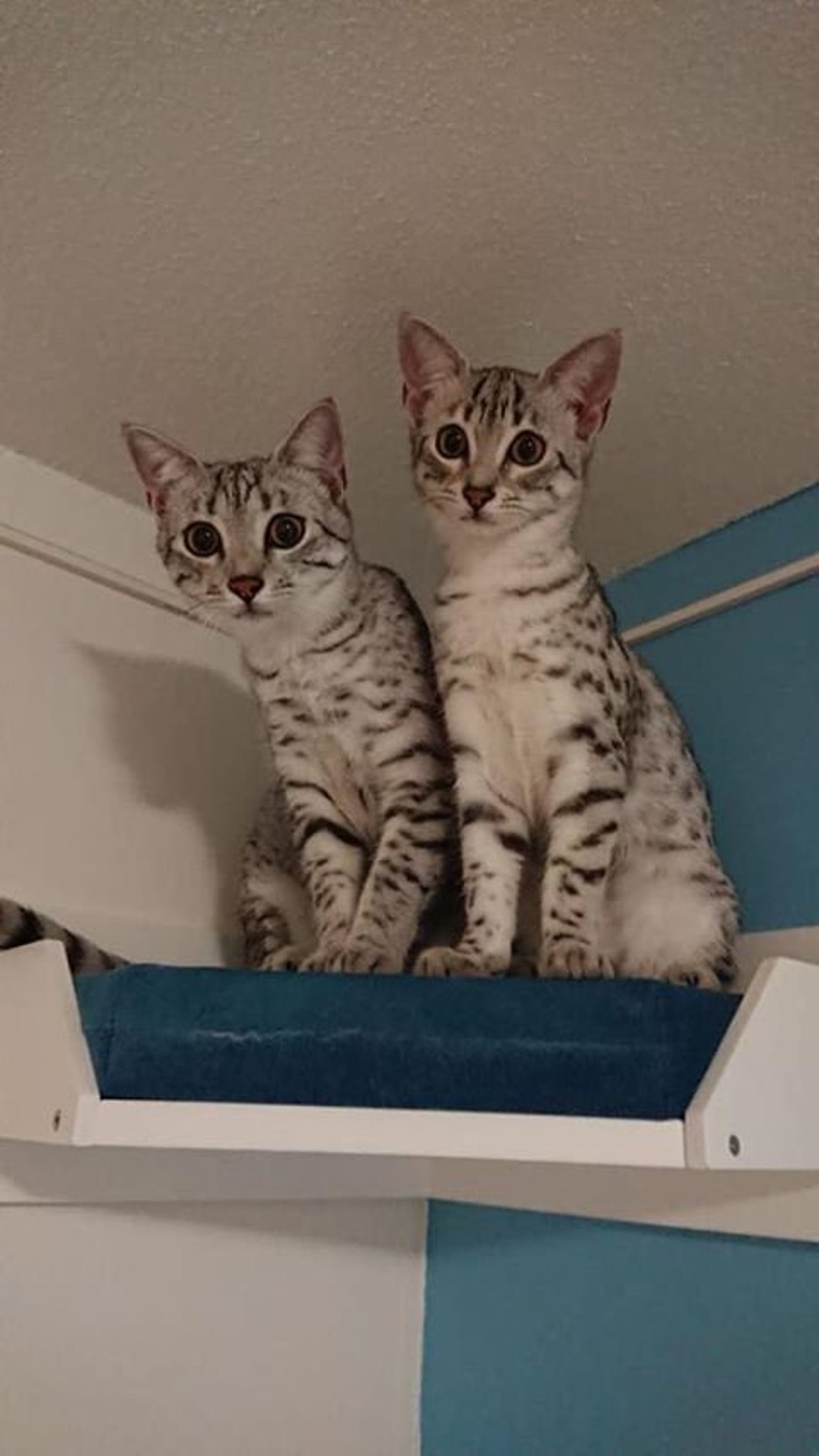 Wally Corner Plus Wall Mounted Cat Corner Shelf With a - Etsy