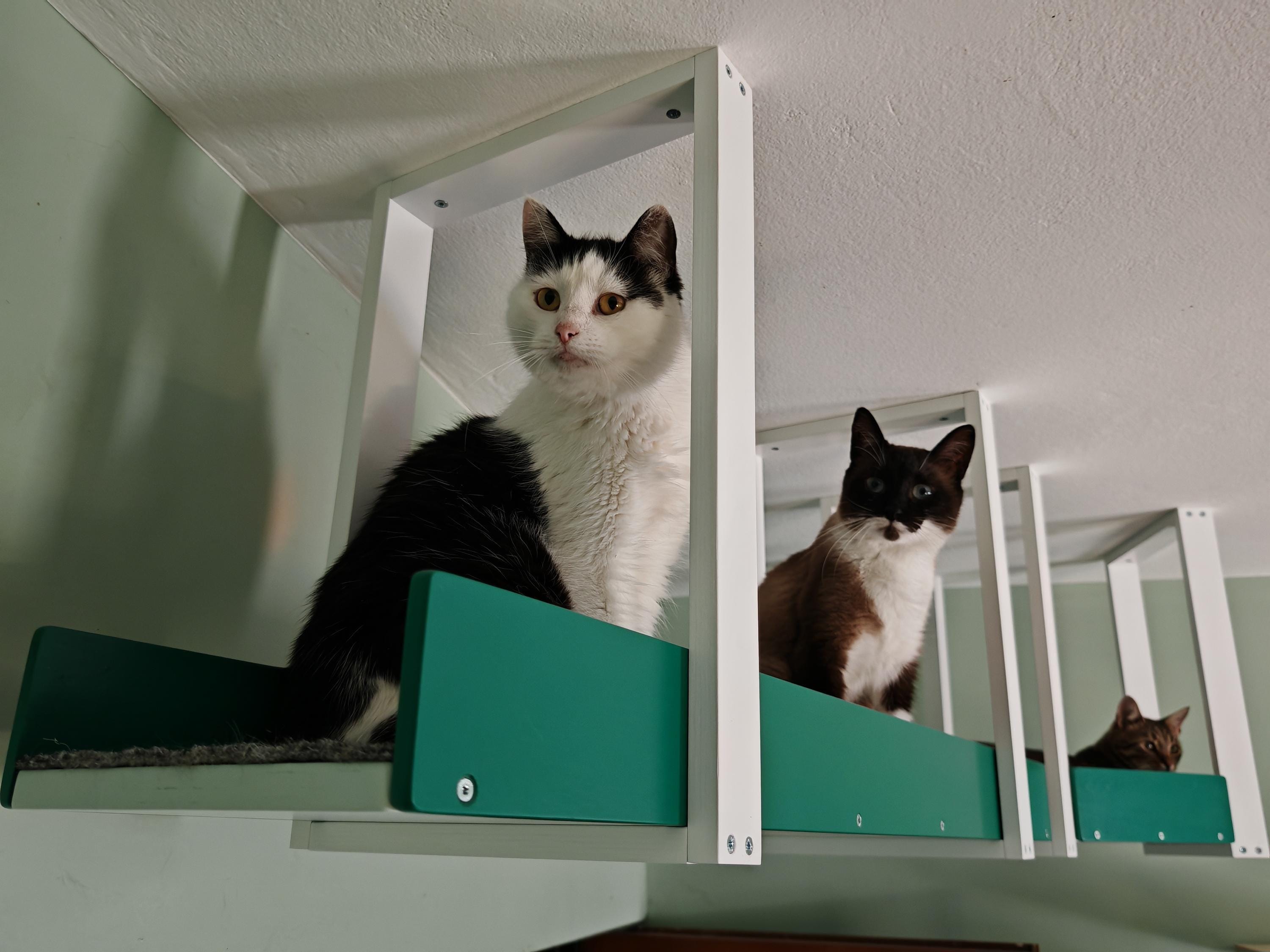 Wally Skyway - Ceiling-mounted Cat Shelf, Feline Highway, Walkway - Etsy