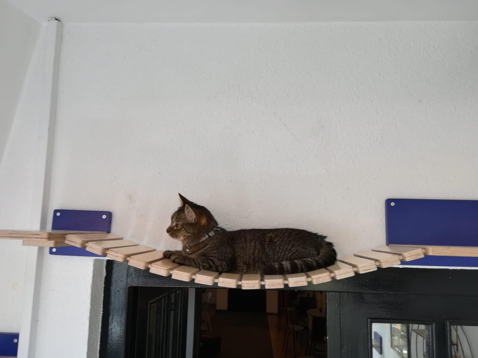 Wally Bridge (1-step - Flat Mount) - Wall Cat Bridge With a Step on One ...