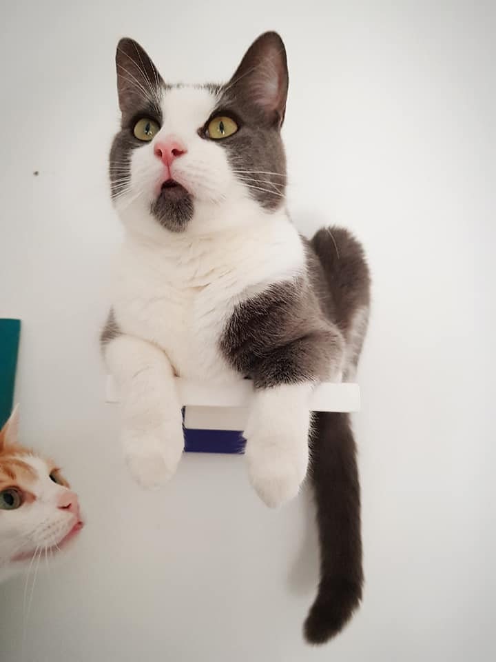 Wally 1-Step Cat Shelf Cat Step Cat Gift Wall Mounted Cat | Etsy