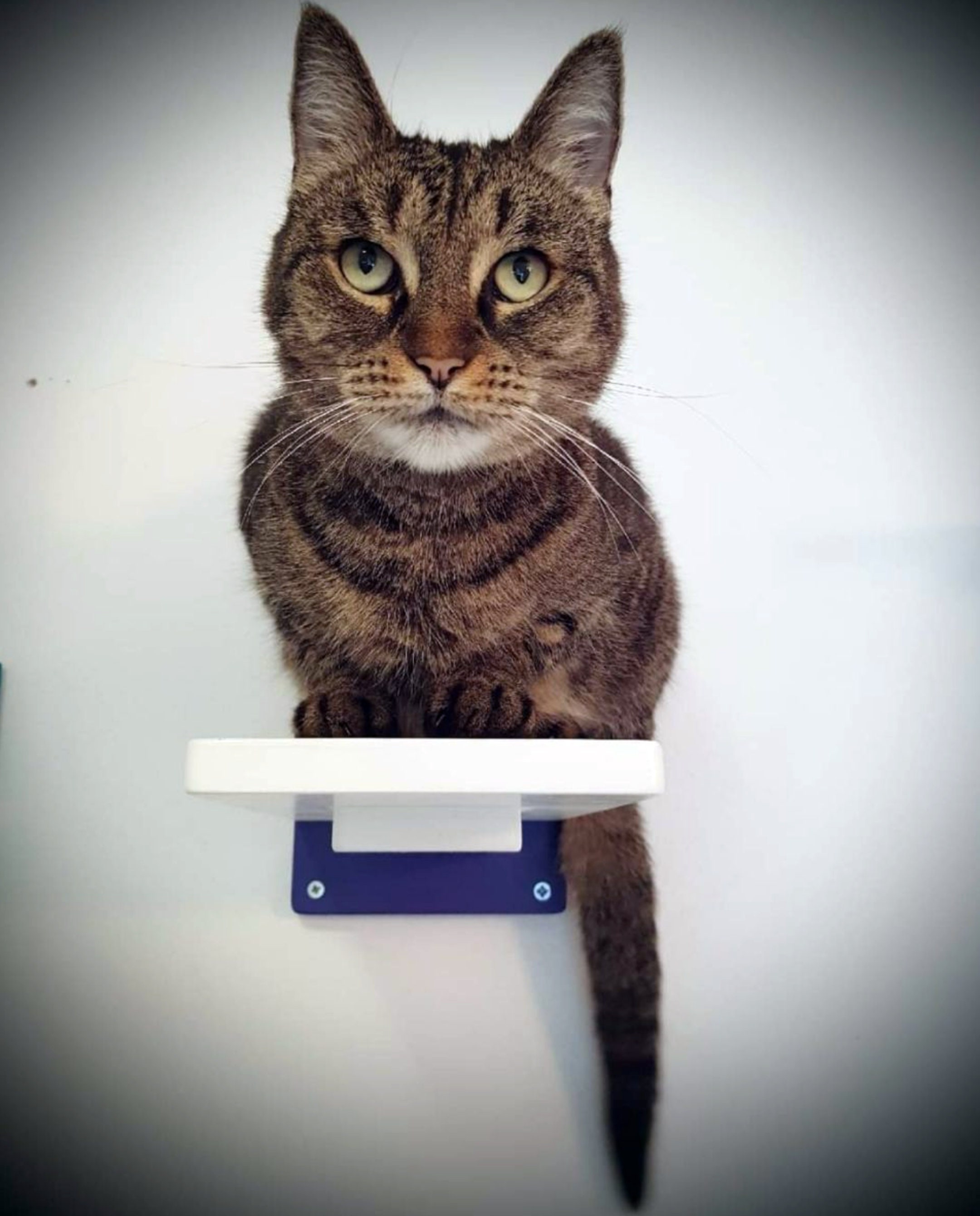 Wally 1-Step Cat Shelf Cat Step Cat Gift Wall Mounted Cat | Etsy