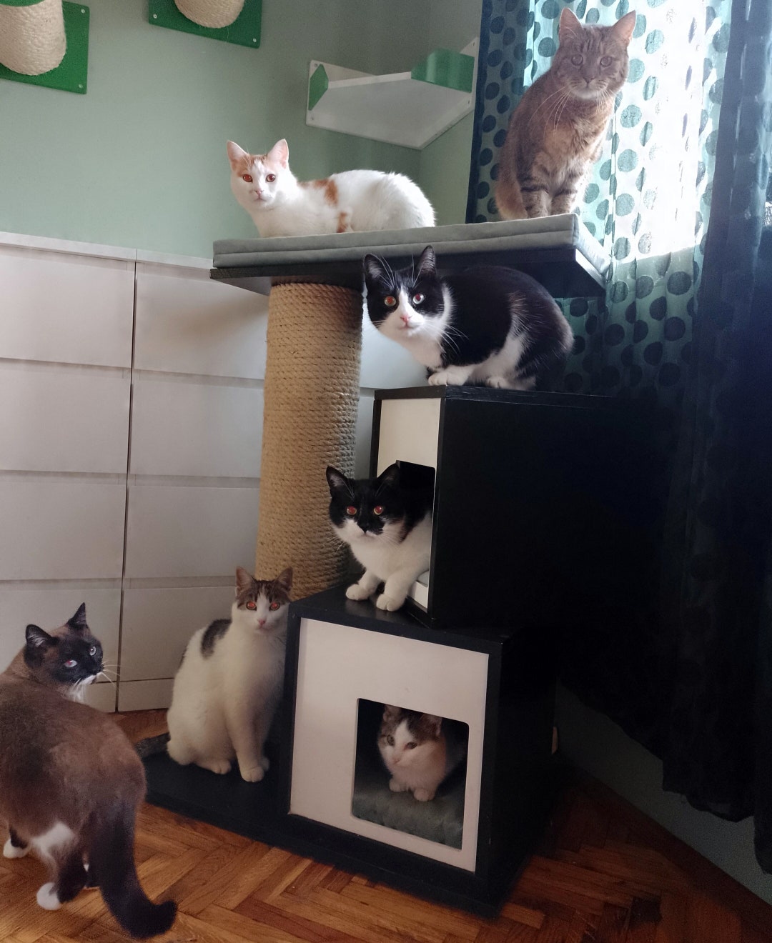 Boxy Duo 35 - Cat Tree, Cat Tower, Scratching Post With 2 Houses and a ...